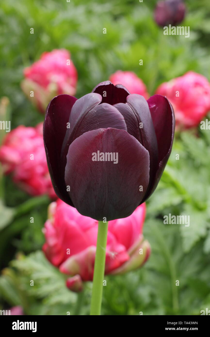 Tulipa 'Queen of Night'. Distinctive dark maroon blooms of Queen of ...