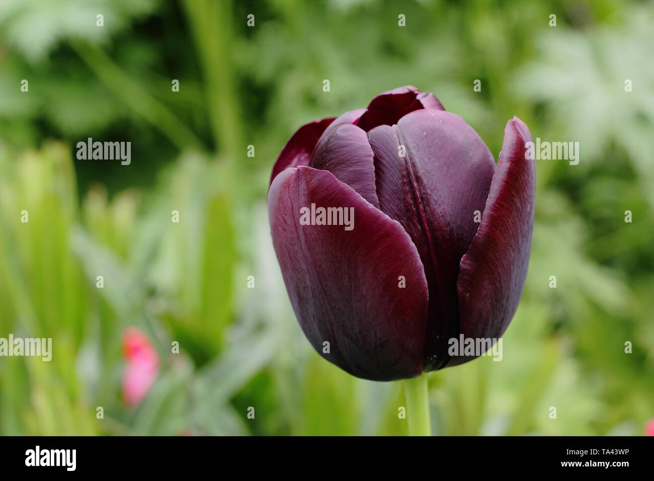 Tulip close up. Tulipa 'Queen of Night'. Distinctive dark maroon blooms ...