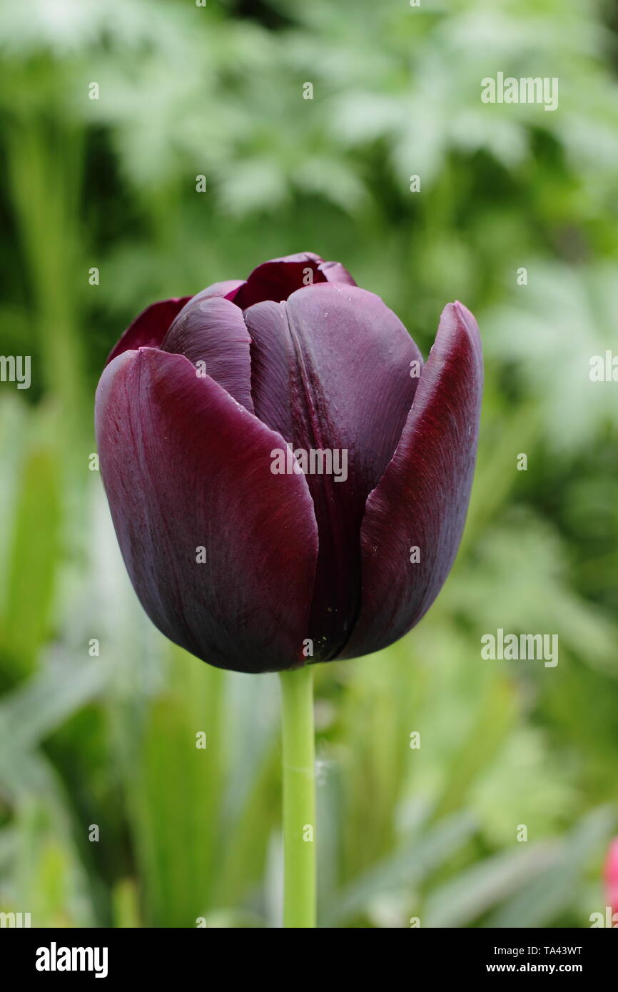 Tulipa queen of night hi-res stock photography and images - Alamy