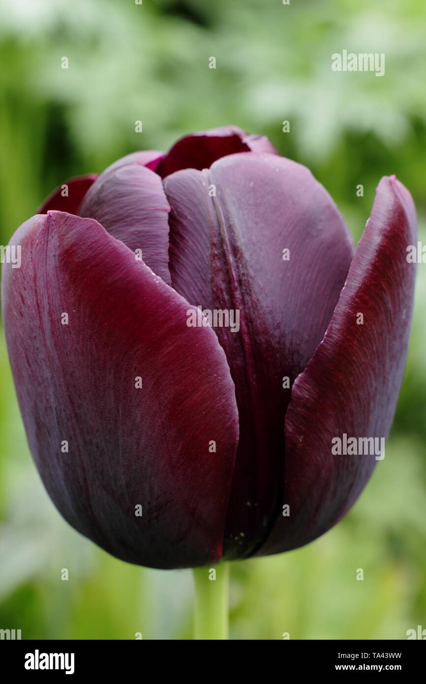 Tulipa 'Queen of Night'. Distinctinve dark maroon blooms of Queen of ...