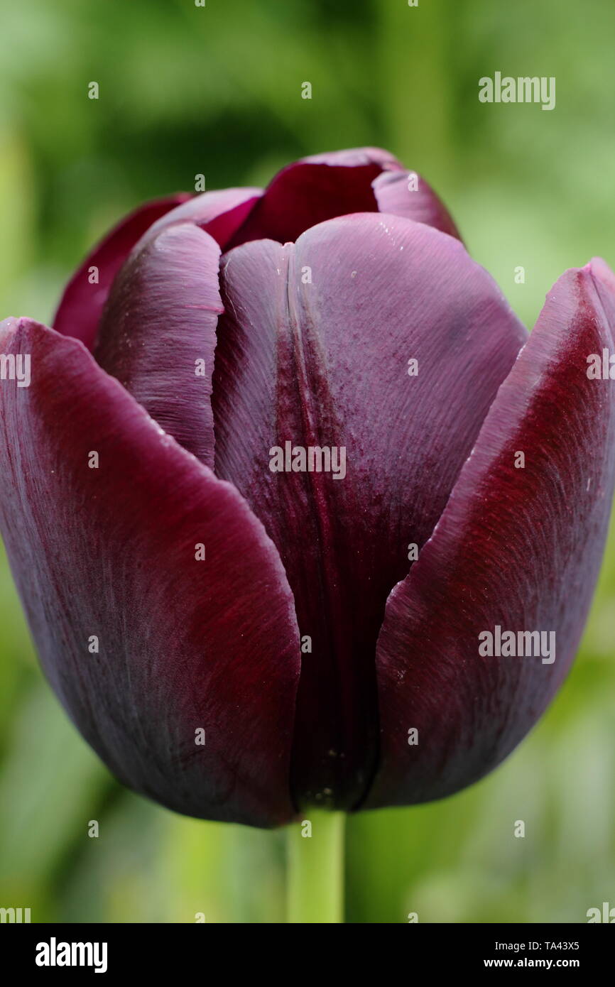 Tulipa 'Queen of Night'. Distinctinve dark maroon blooms of Queen of ...