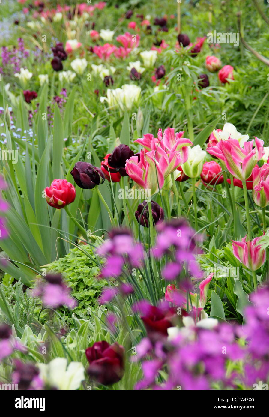 Renown unique tulip hi-res stock photography and images - Alamy