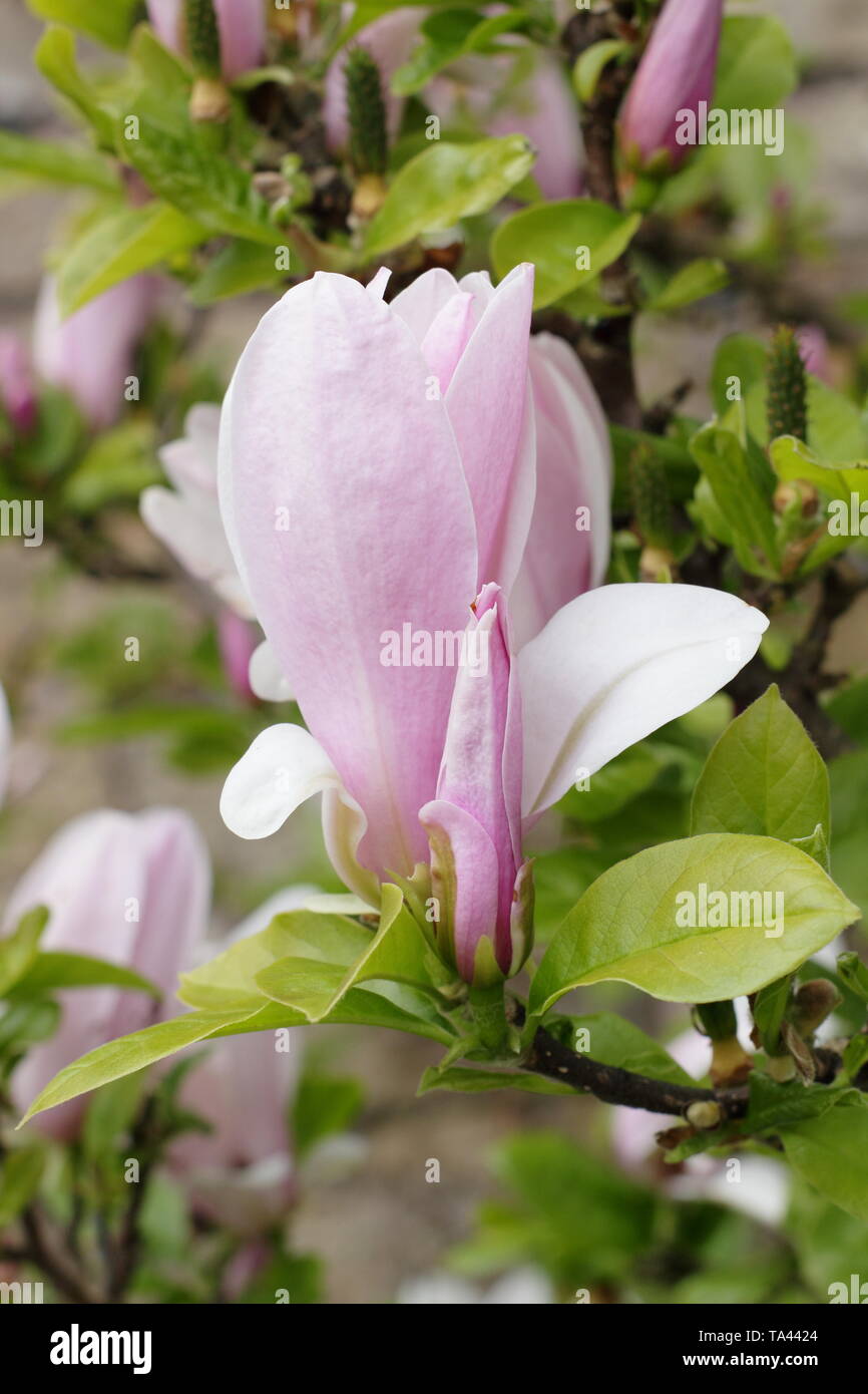 Magnolia George Henry Kern