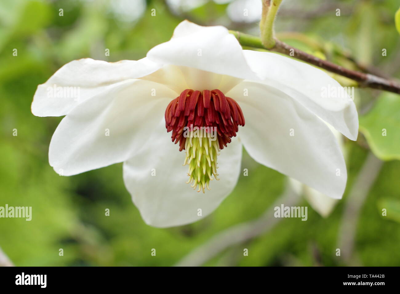 Magnolia acuminata or wilsonii hi-res stock photography and images - Alamy