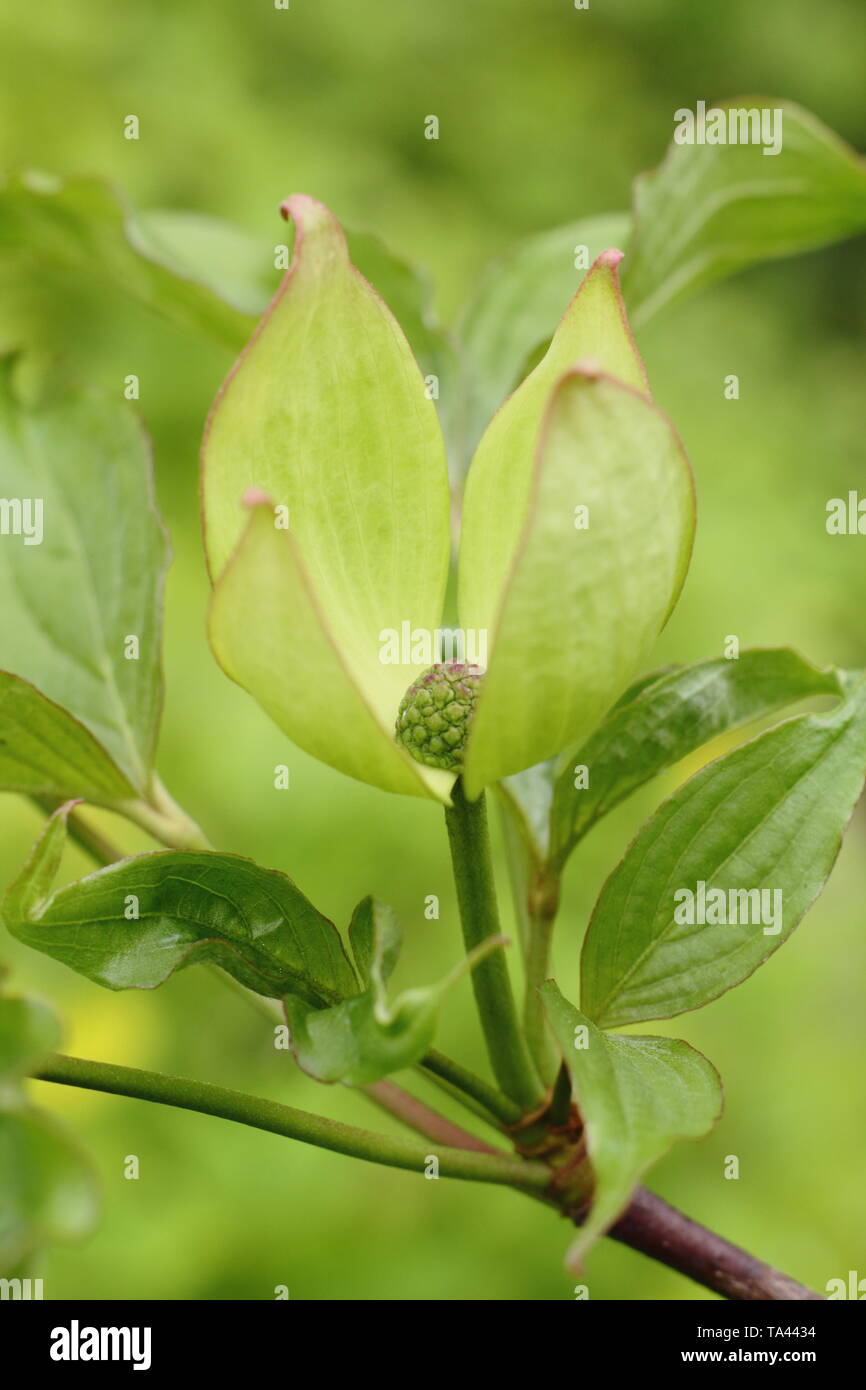 Bracts of Cornus 'Venus' - a hybrid between Cornus nutallii and Cornus ...