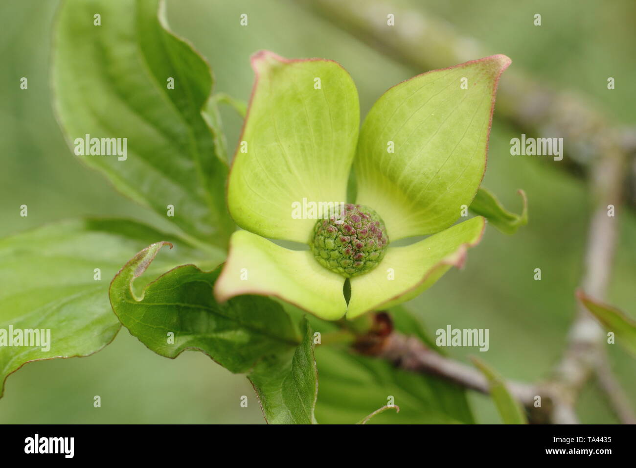 Bracts of Cornus 'Venus' - a hybrid between Cornus nutallii and Cornus ...