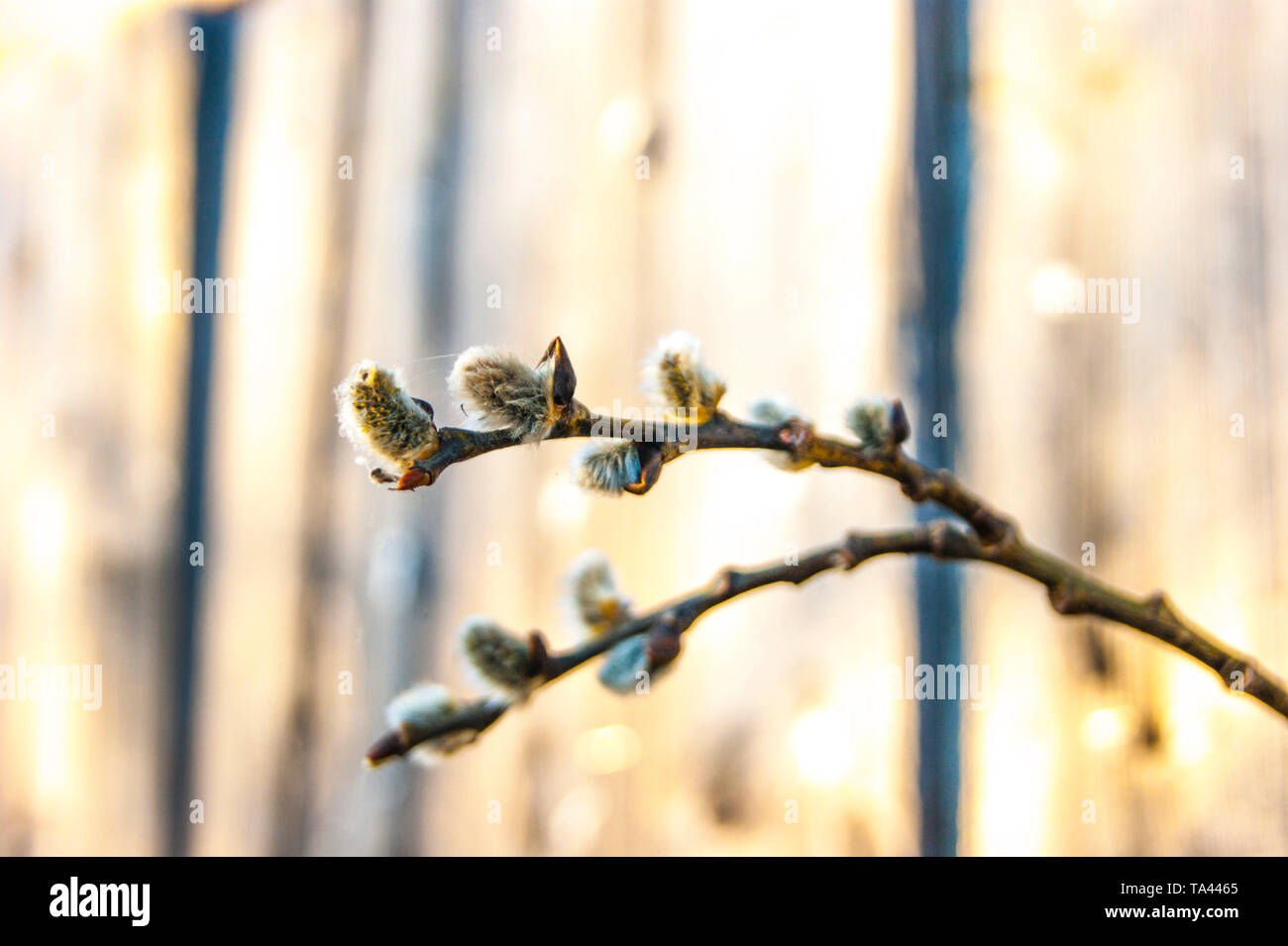 Sticky buds hi-res stock photography and images - Alamy