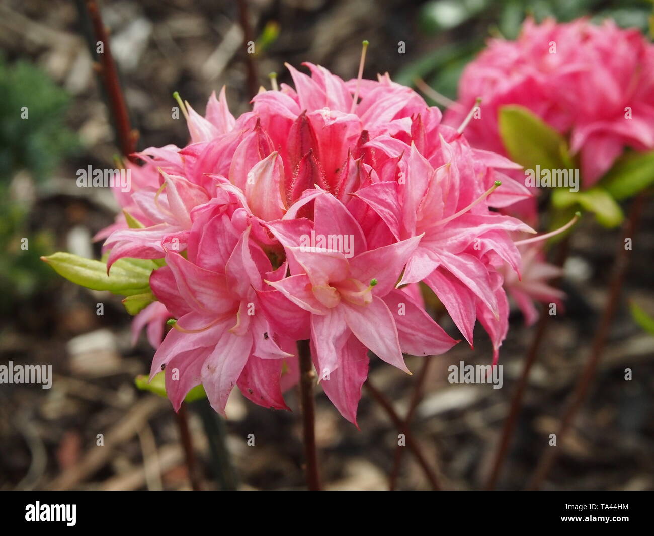 Deciduous azalea hi-res stock photography and images - Alamy