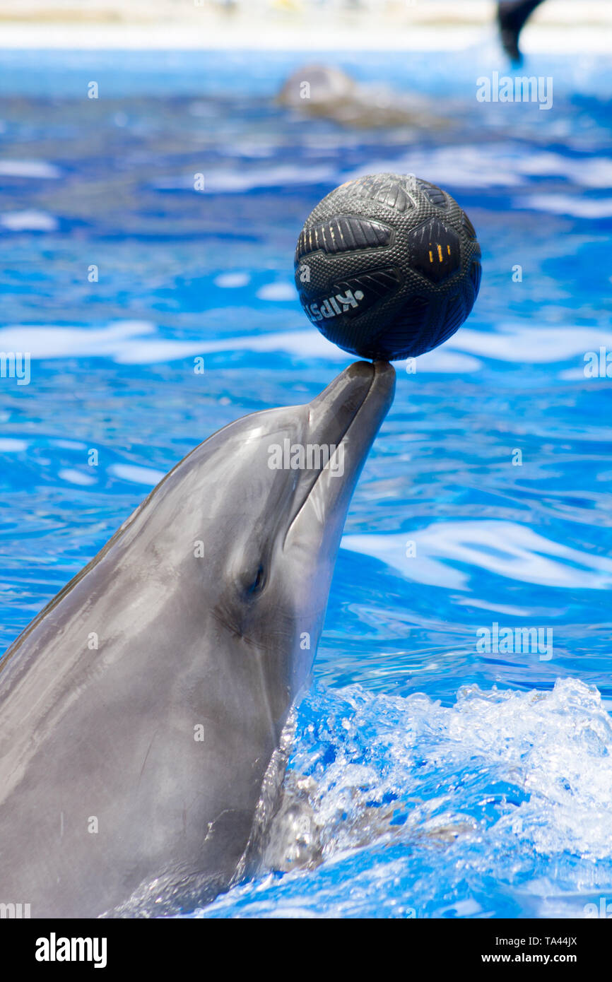Dolphin Balancing Ball Stock Photo - Alamy