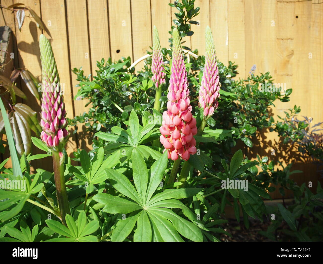 Lupin bush with pink and orange flowers Stock Photo - Alamy
