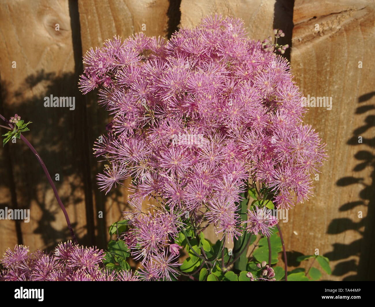 Pink aquilegia flowers hi-res stock photography and images - Alamy
