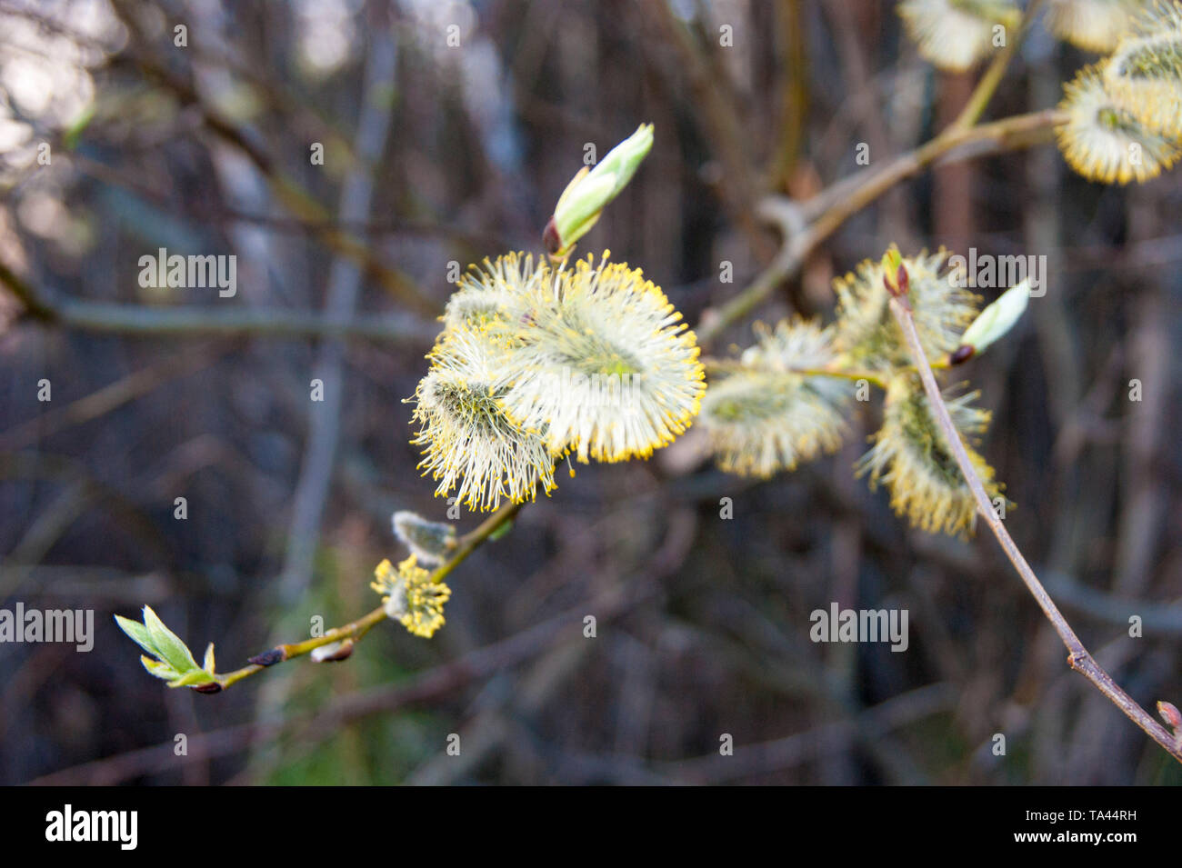 The first young fresh spring leaves and fluffy buds of willow, like ...