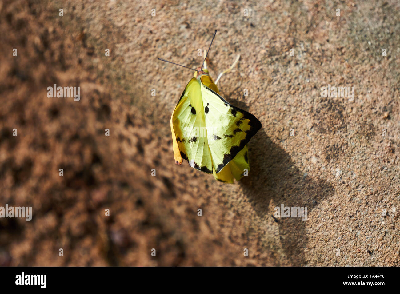 Cambodian butterfly hi-res stock photography and images - Alamy