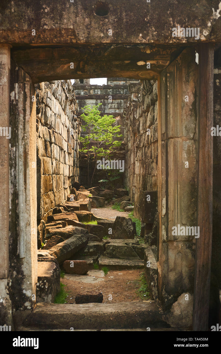 Collapsing building with trees growing inside of it within the grounds ...