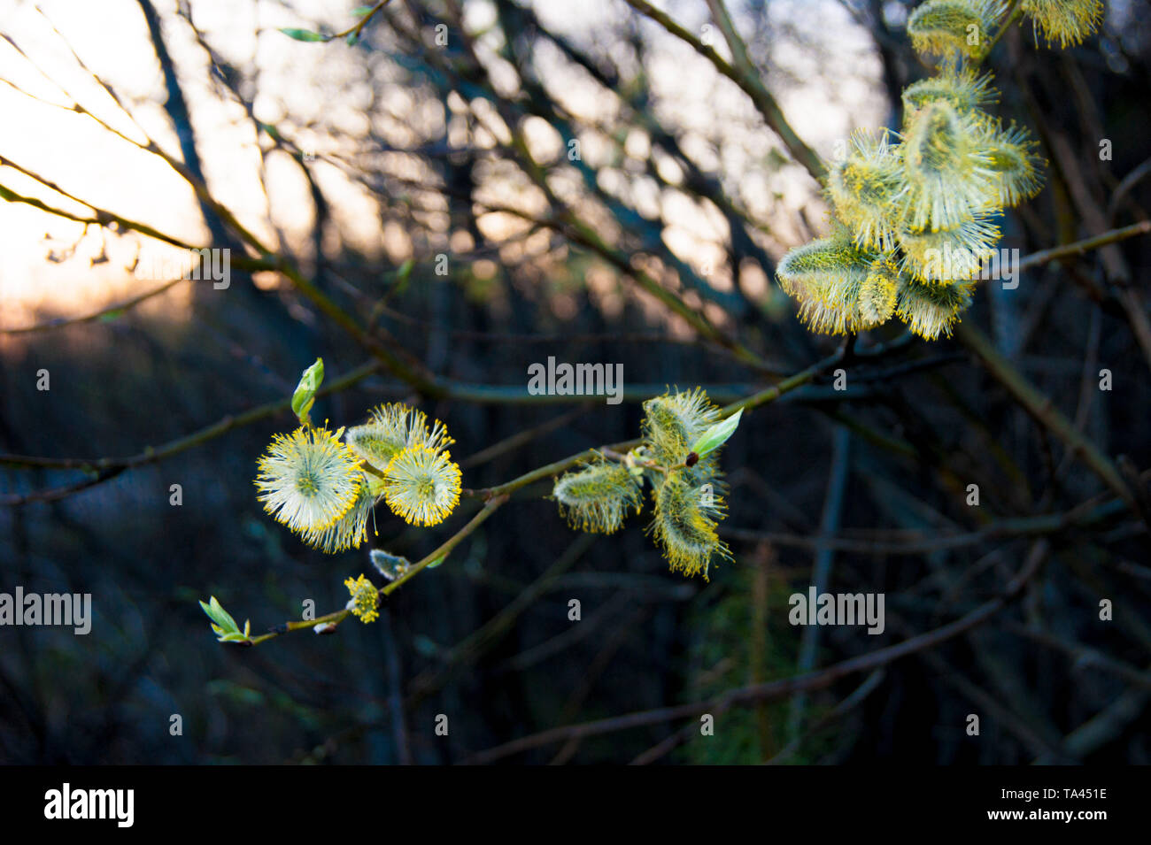 Sticky buds hi-res stock photography and images - Alamy