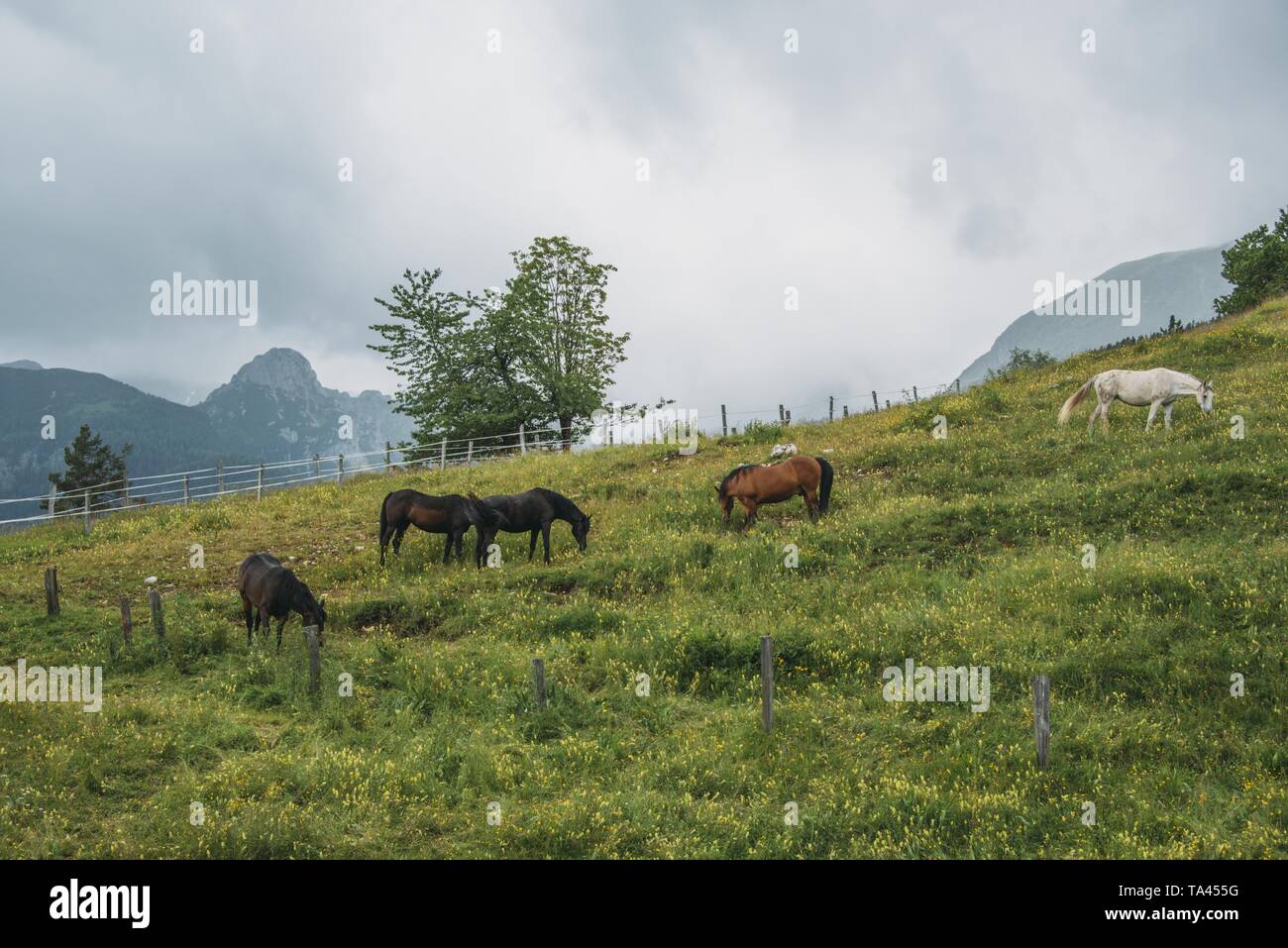 Five horses in ranch hi-res stock photography and images - Alamy
