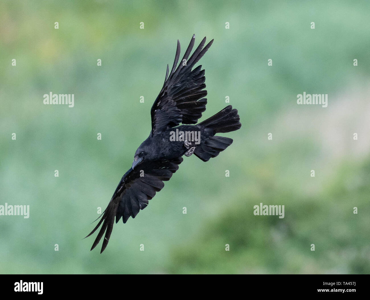 A Raven in flight Stock Photo - Alamy