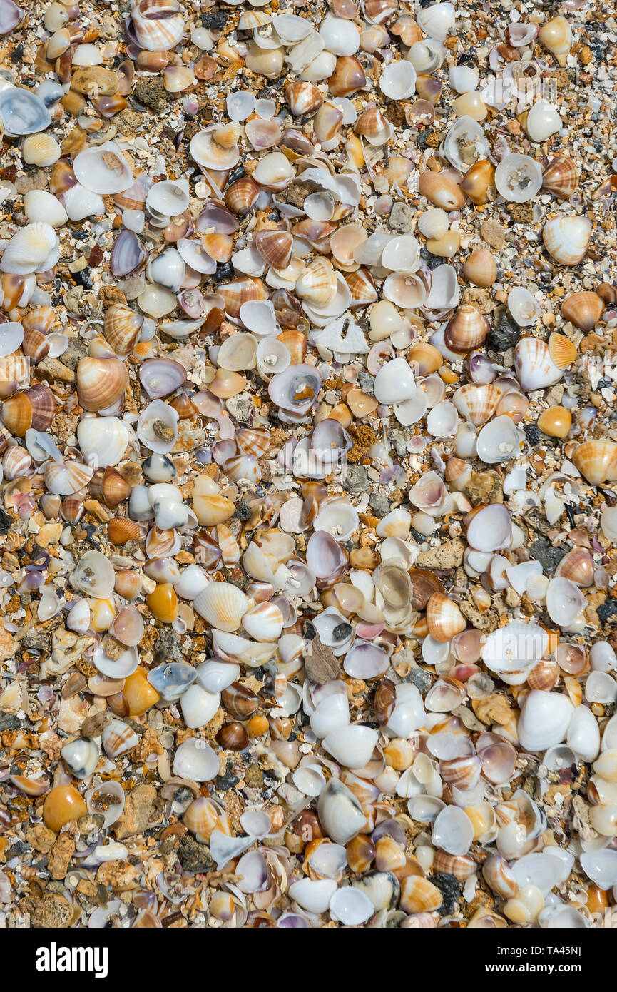Abstract natural background of textured pile of seashells in full frame ...