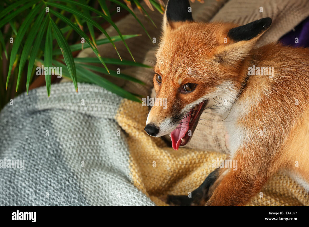 Cute funny fox at home Stock Photo - Alamy