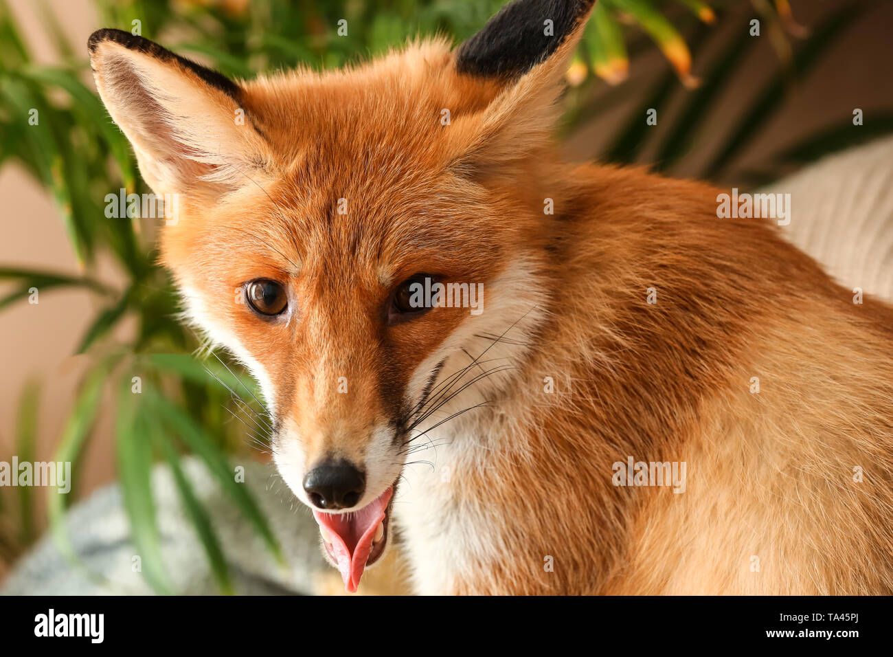 Cute funny fox at home Stock Photo - Alamy