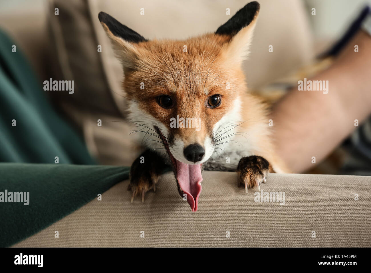 Cute funny fox on sofa at home Stock Photo - Alamy