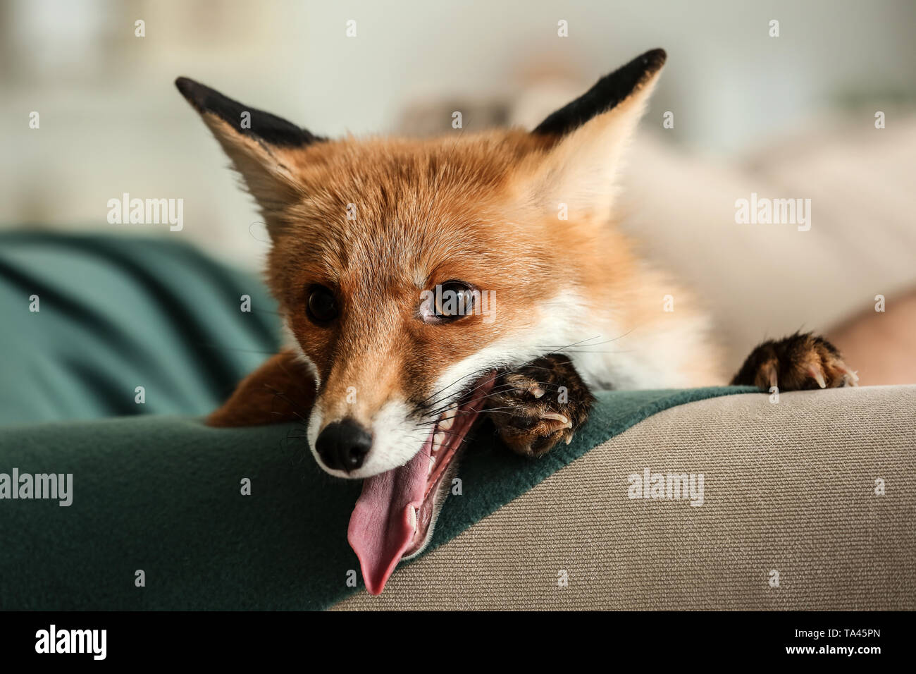Funny fox hi-res stock photography and images - Alamy