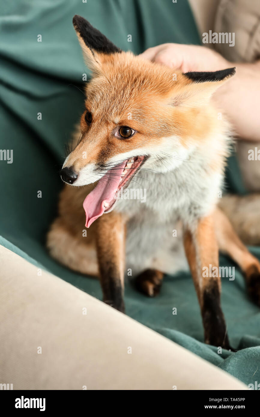 Cute funny fox with owner on sofa at home Stock Photo - Alamy