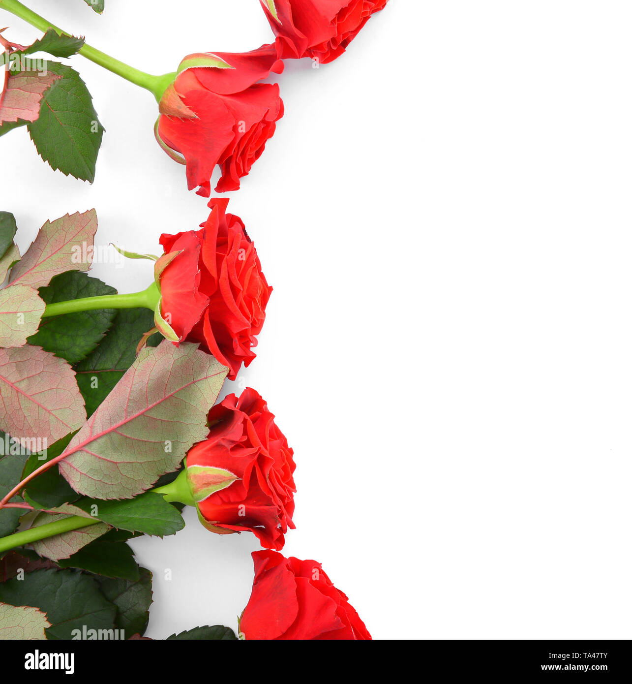Beautiful red roses on white background Stock Photo - Alamy