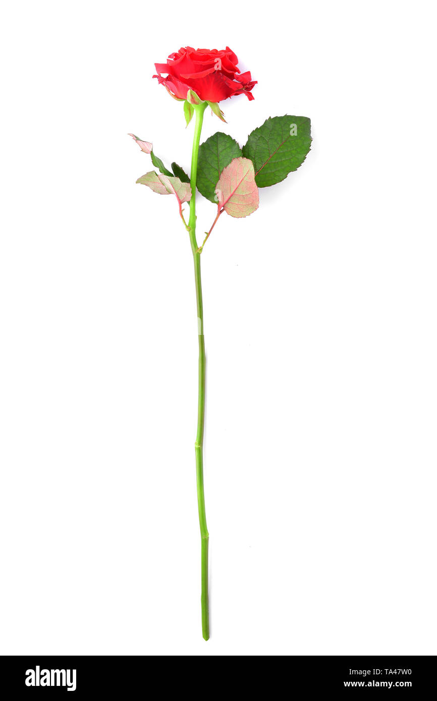 Beautiful red rose on white background Stock Photo - Alamy