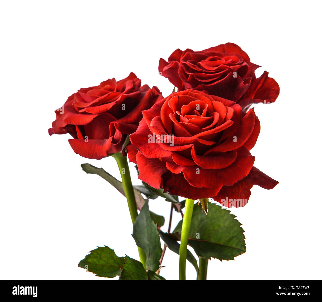 Beautiful red roses on white background Stock Photo - Alamy