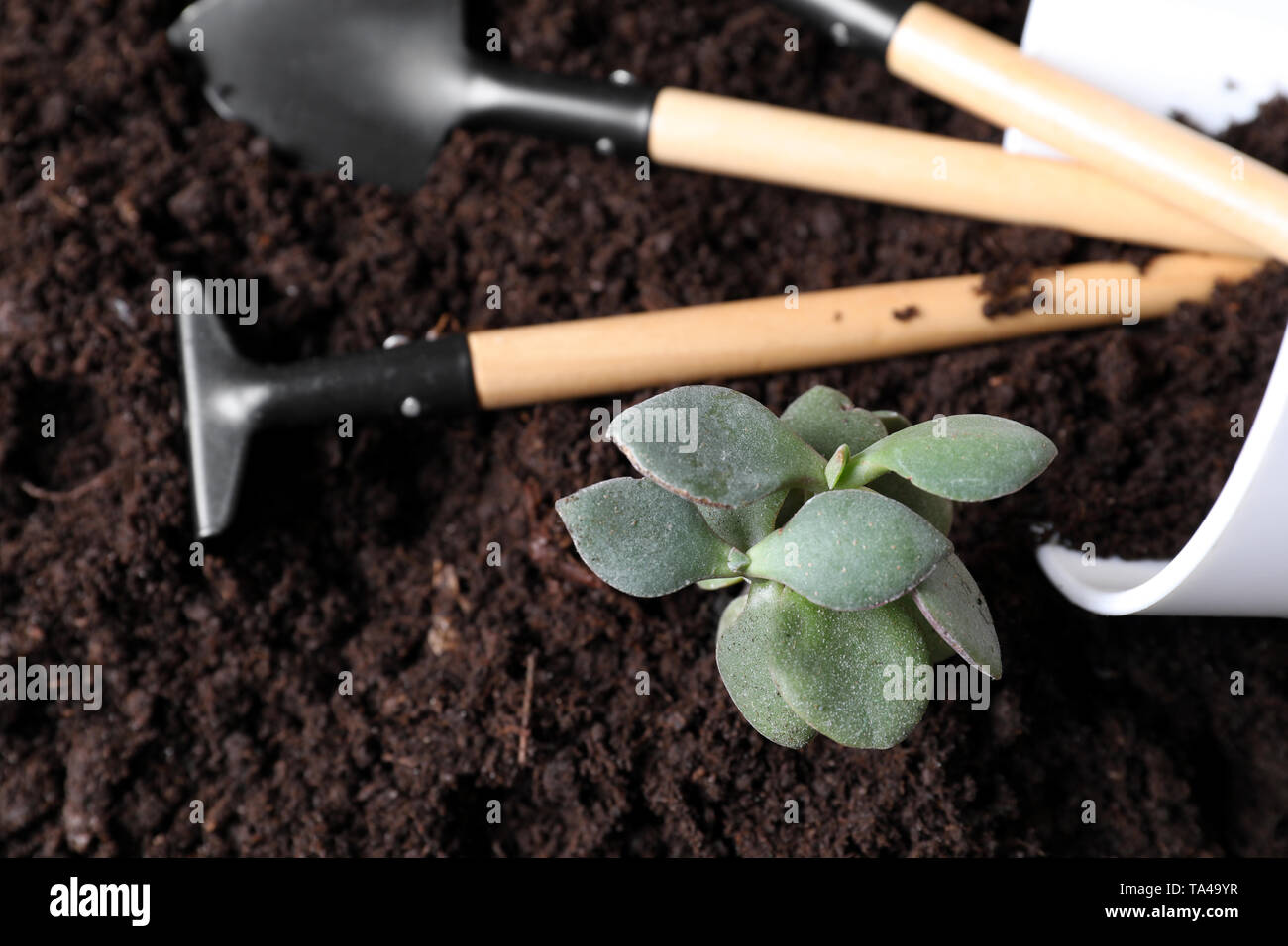 Green plant with gardening tools on soil Stock Photo - Alamy
