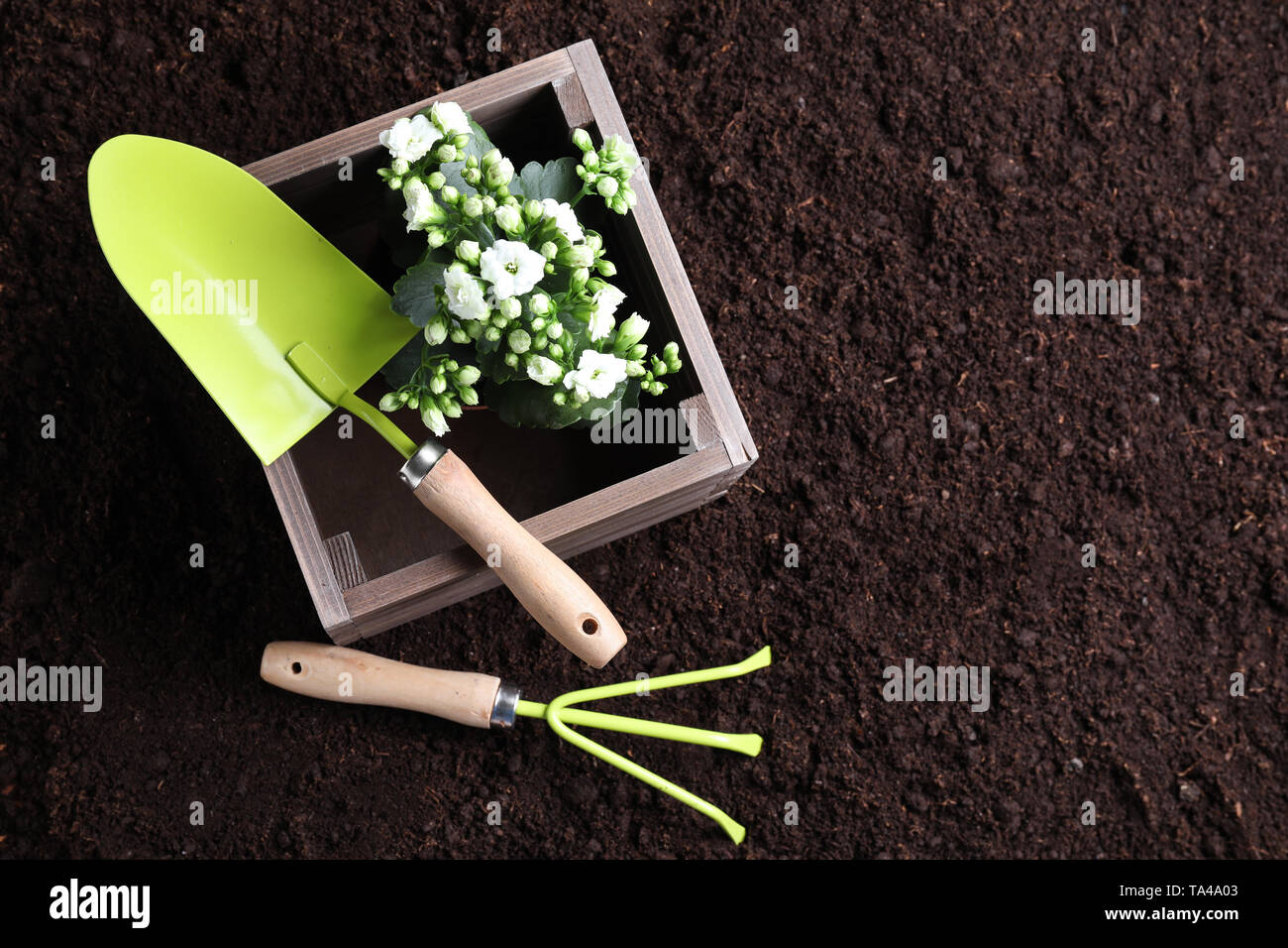 Wooden box with plant and gardening tools on soil Stock Photo - Alamy