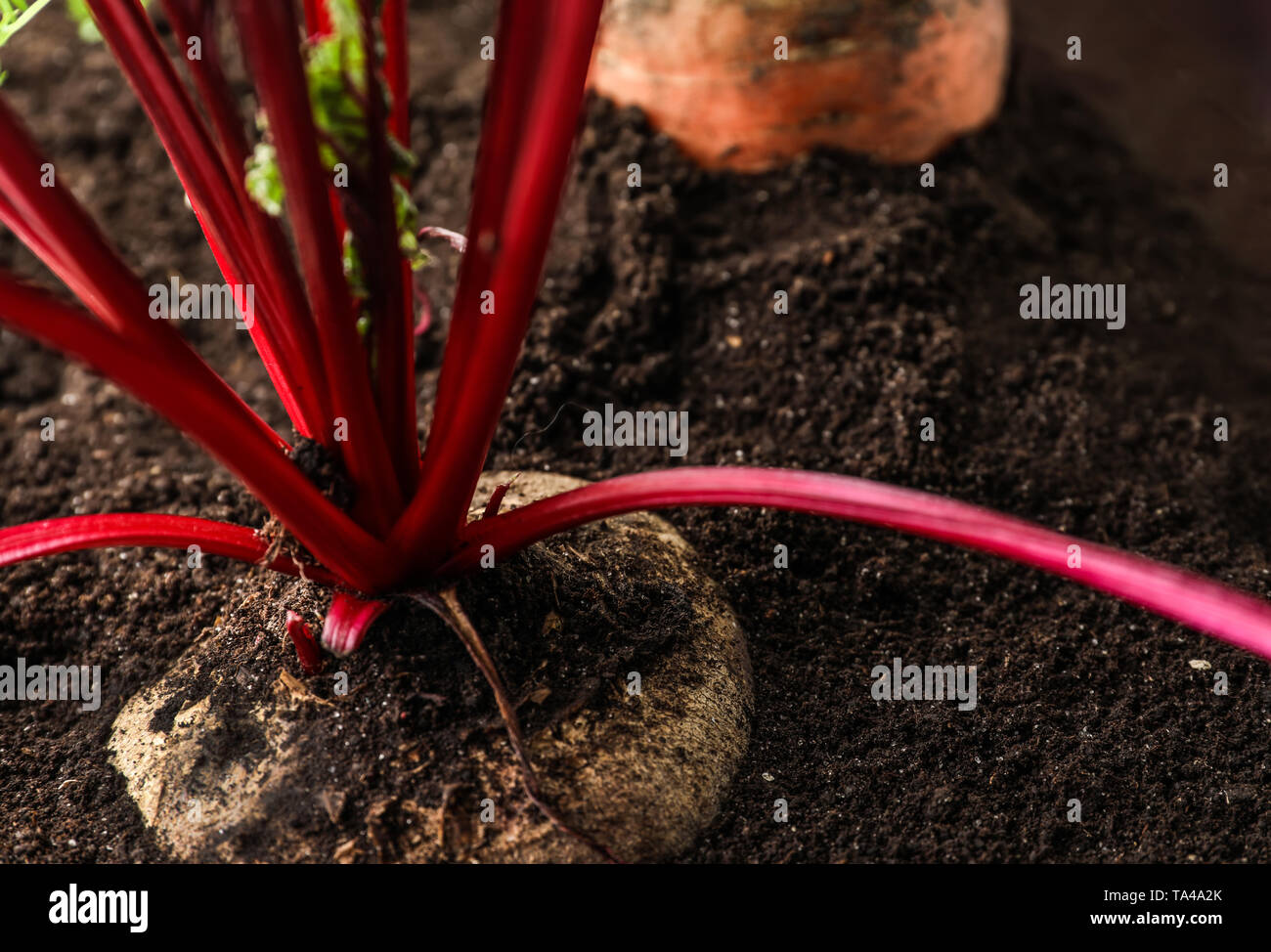 Beetroot with soil hi-res stock photography and images - Alamy
