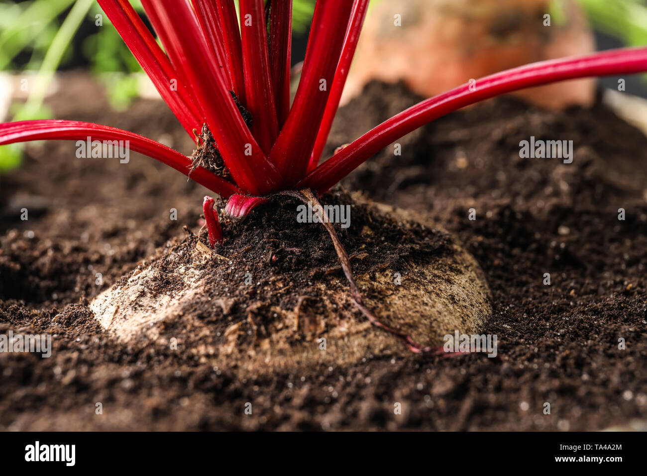 Beetroot with soil hi-res stock photography and images - Alamy