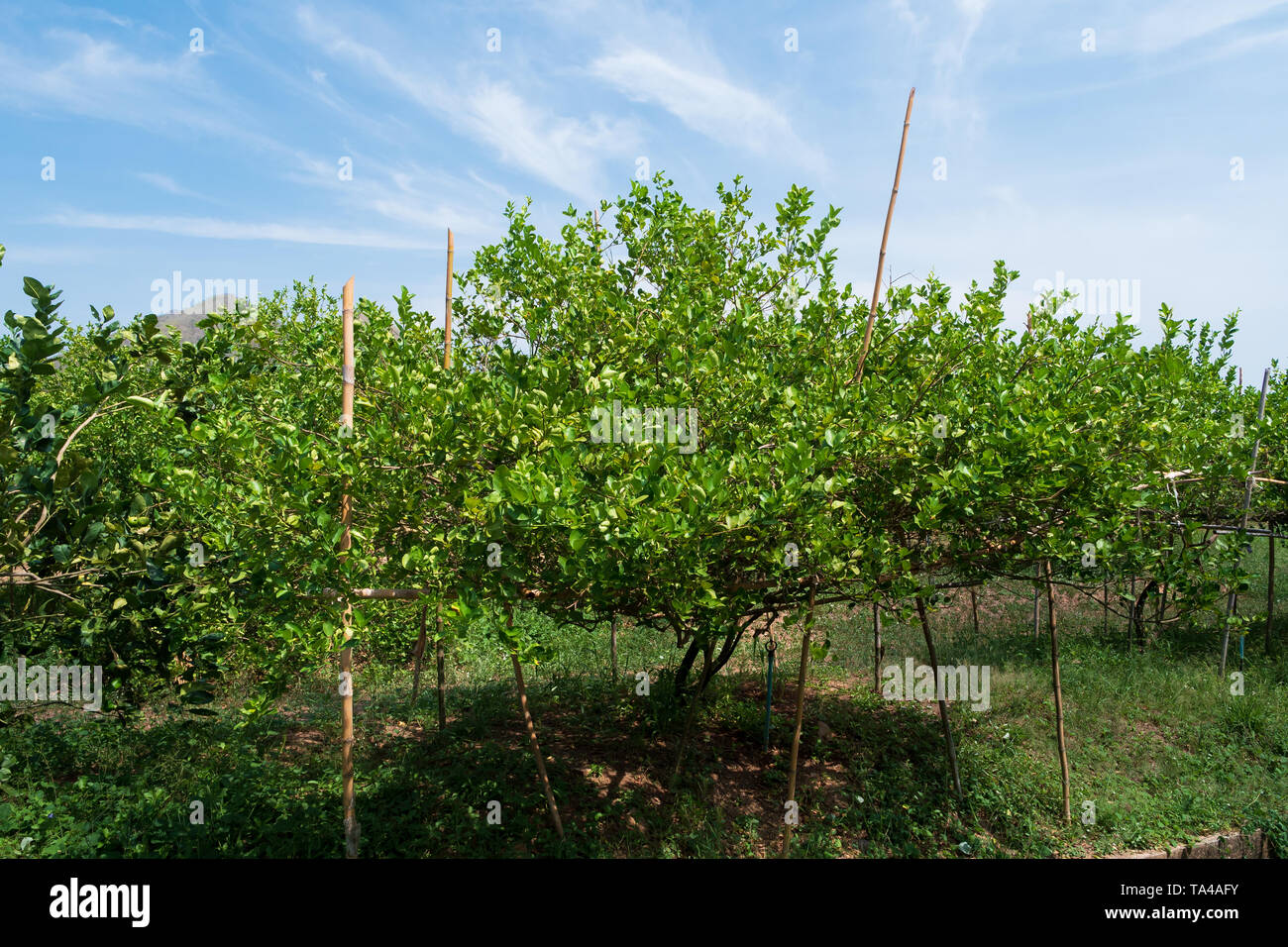 Fresh and nature lemon tree against mountain and blue sky Stock Photo ...