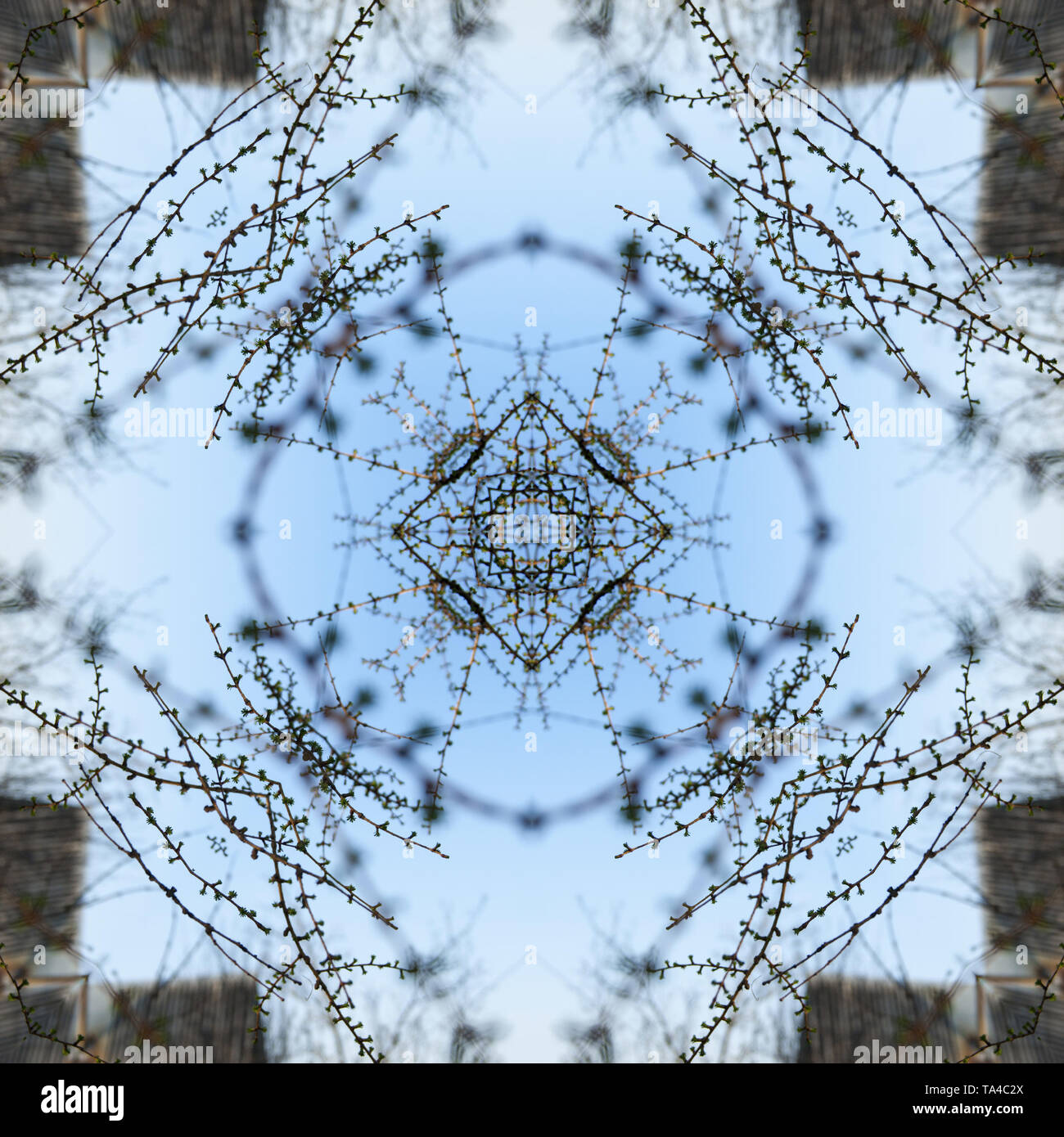 A collage of photos, pattern - thin spring twigs of larch on a ...