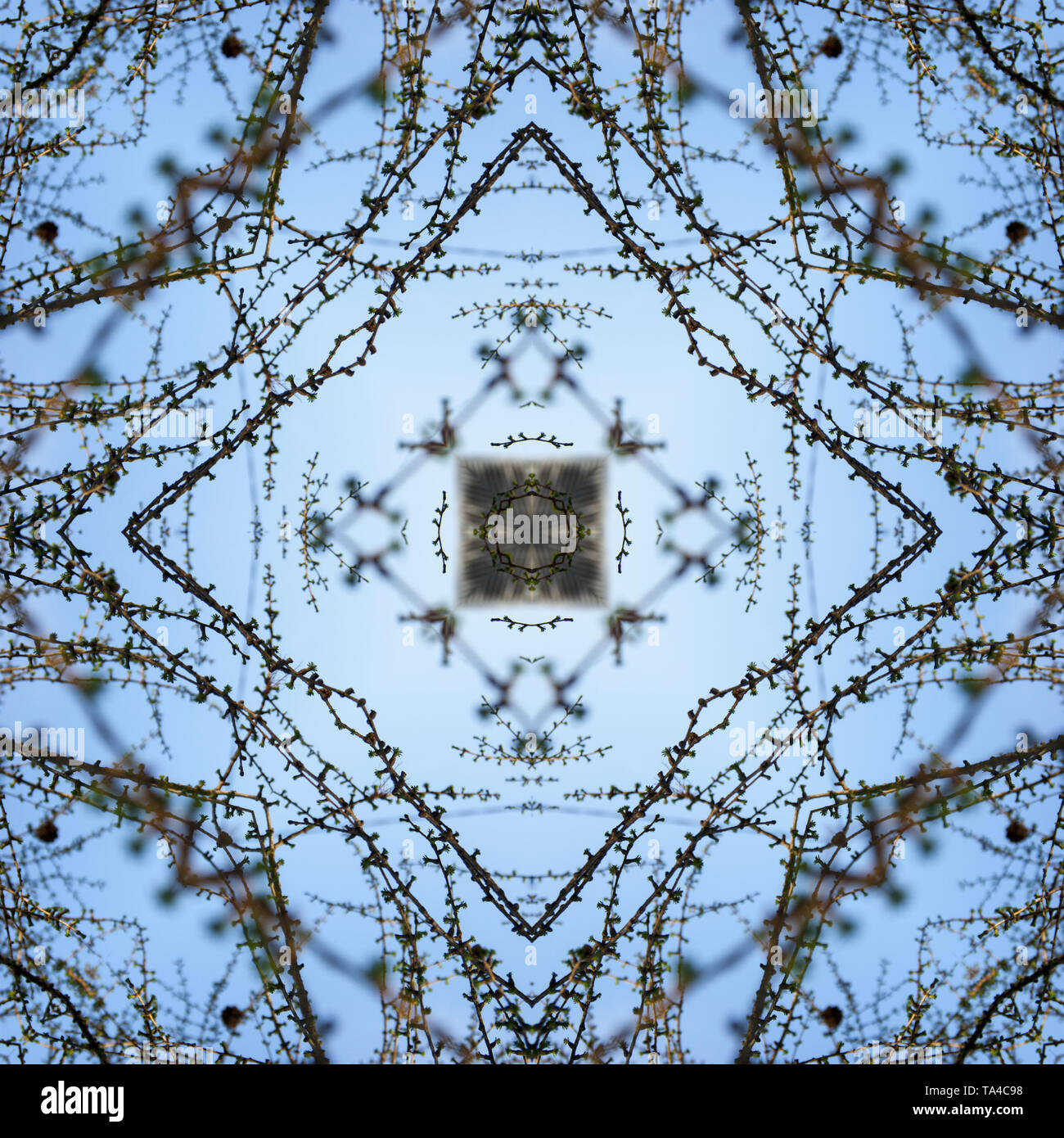 A collage of photos, pattern - thin spring twigs of larch on a ...