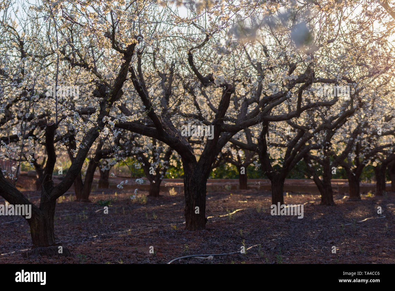 plum tree blooming in the field at golden sunset. Nature background on ...