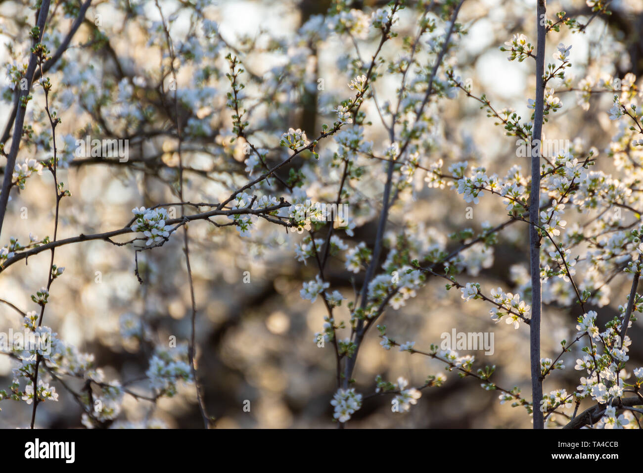 Plum tree branches blooming on a golden sunset in the countryside ...