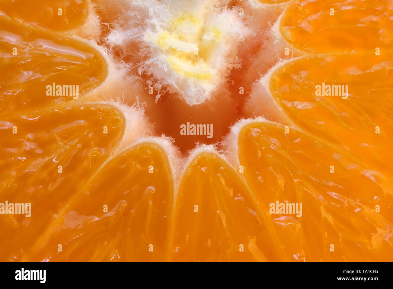 Sliced mandarin close-up full frame macro photo with great depth of ...