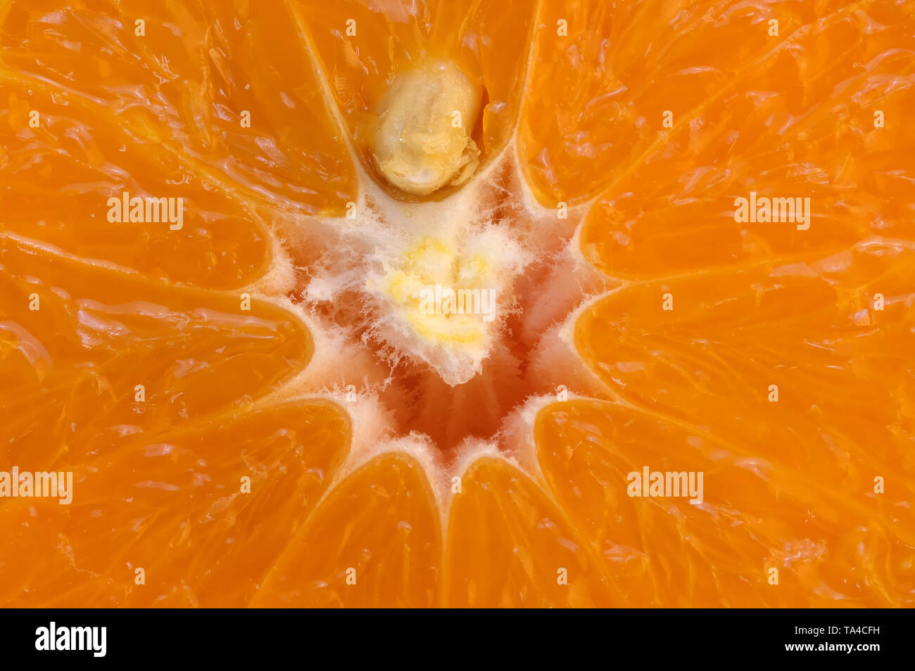 Sliced mandarin close-up full frame macro photo with great depth of ...