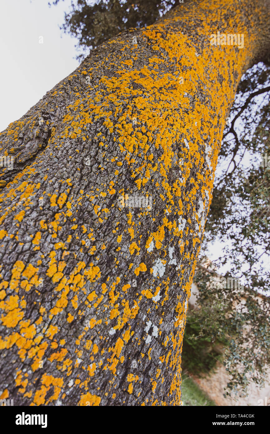 Close-up of the trunk of a tree with texture and yellow colors. Nature ...