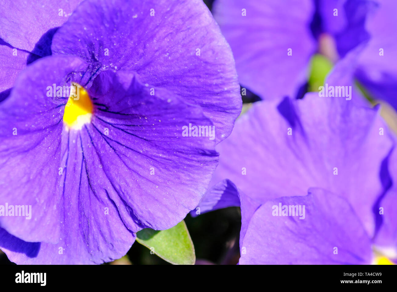 The first spring flowers of violets bloom on a bright spring day close ...
