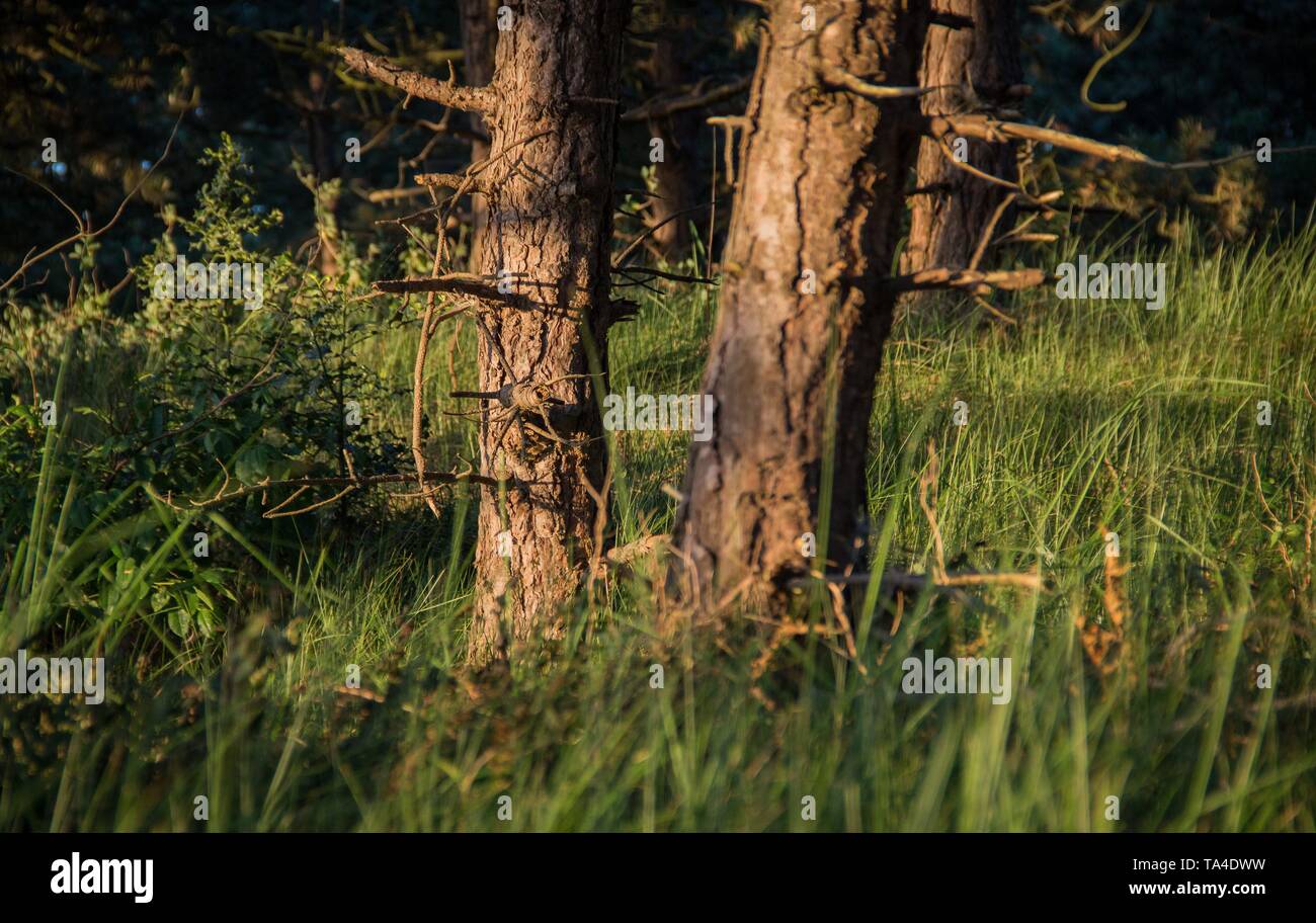 Dutch woods in the sunset in the Netherlands Stock Photo - Alamy
