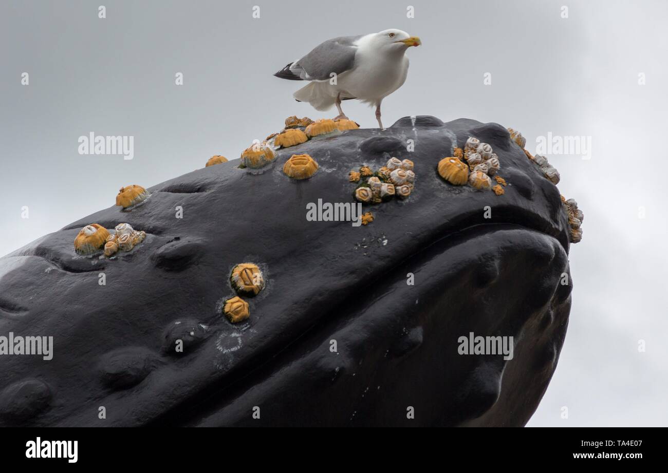 Close image of a dutch feathered bird in the Netherlands Stock Photo ...