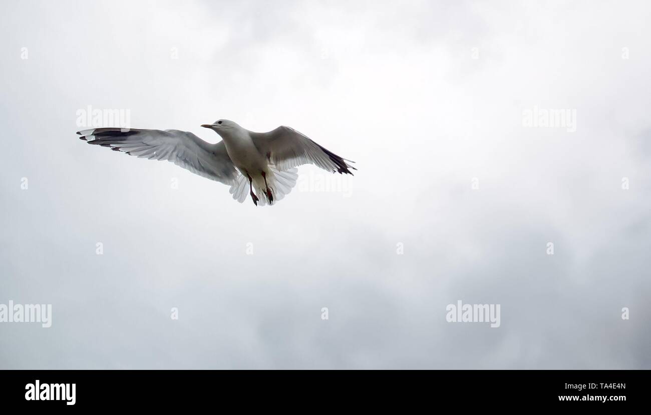 Close image of a dutch feathered bird in the Netherlands Stock Photo ...