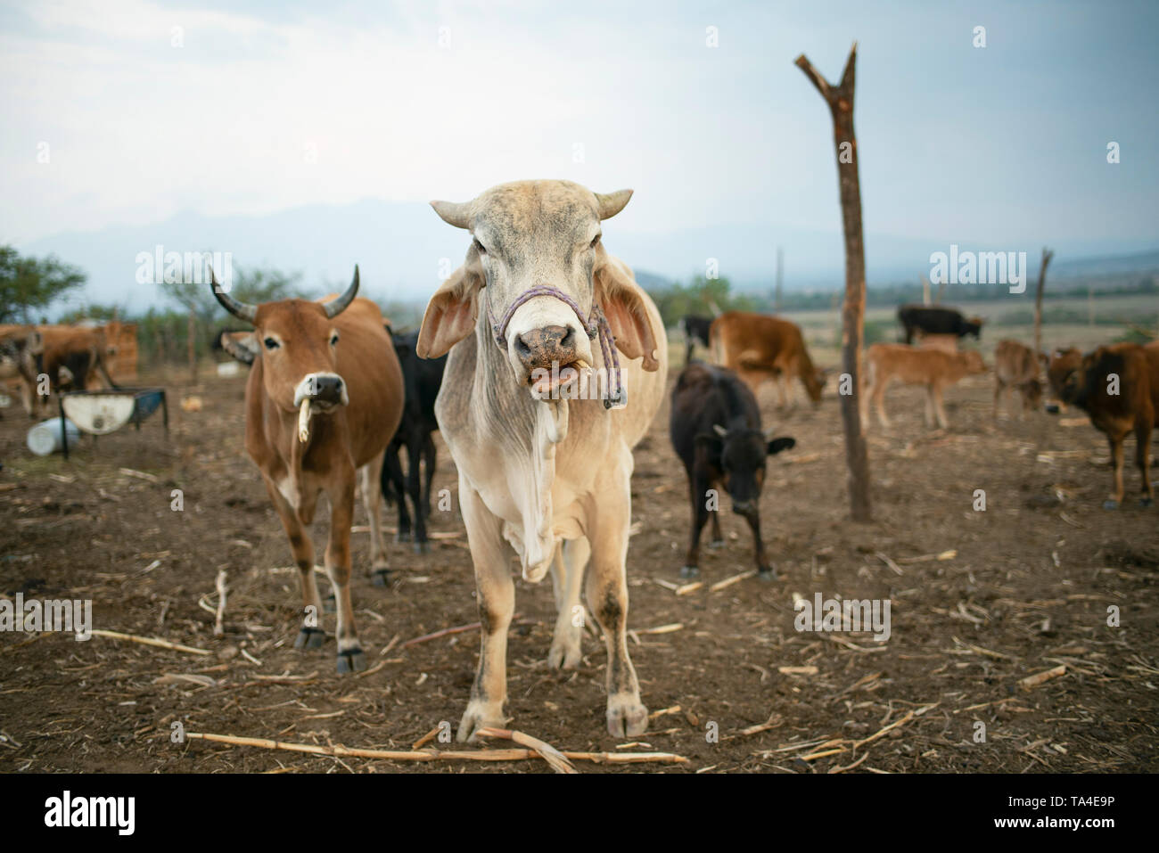 How Much Is A Cow Worth In Mexico at Tracey Parmelee blog