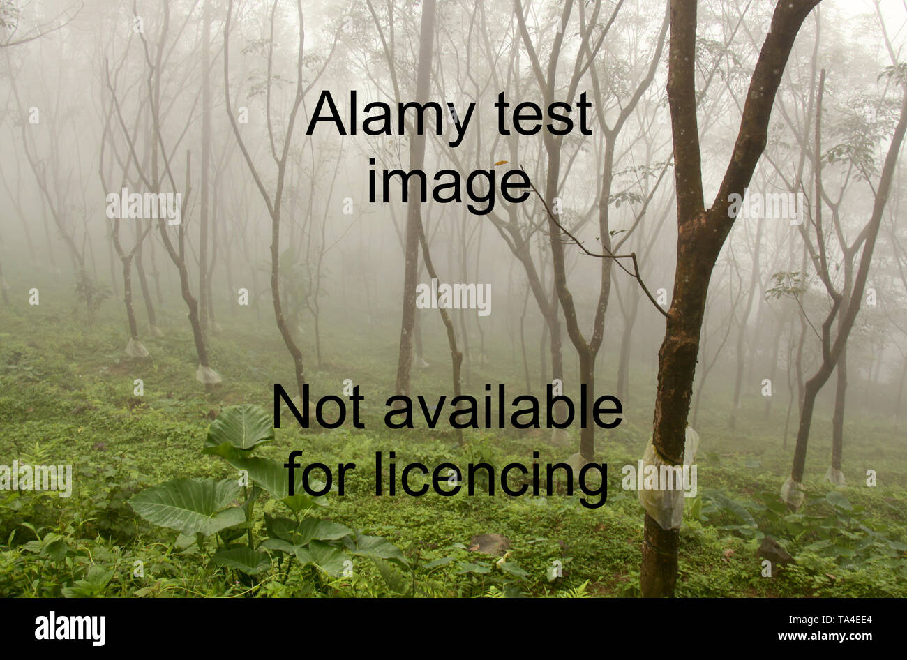 Mist for test hi-res stock photography and images - Alamy