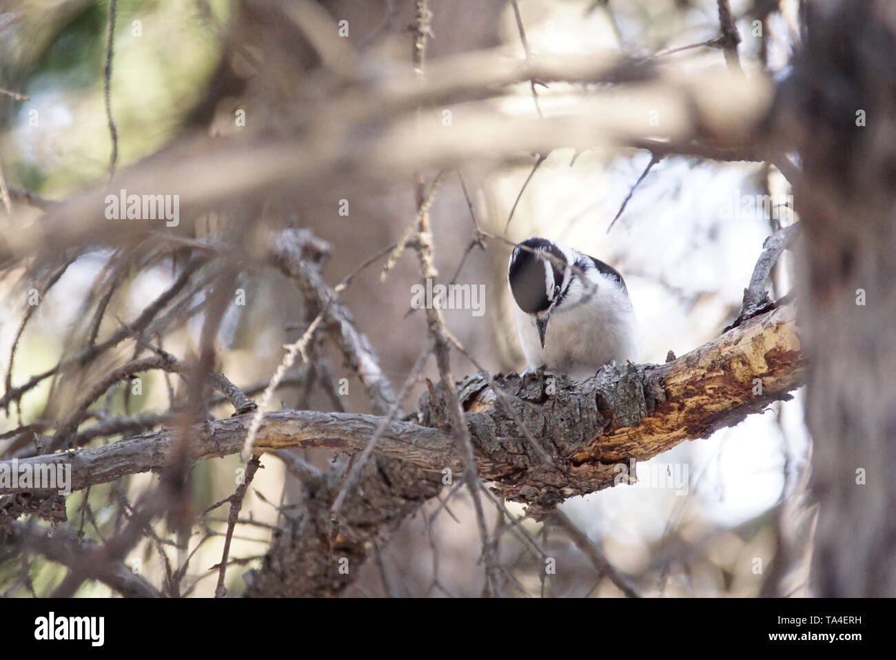Looking at bugs hi-res stock photography and images - Alamy