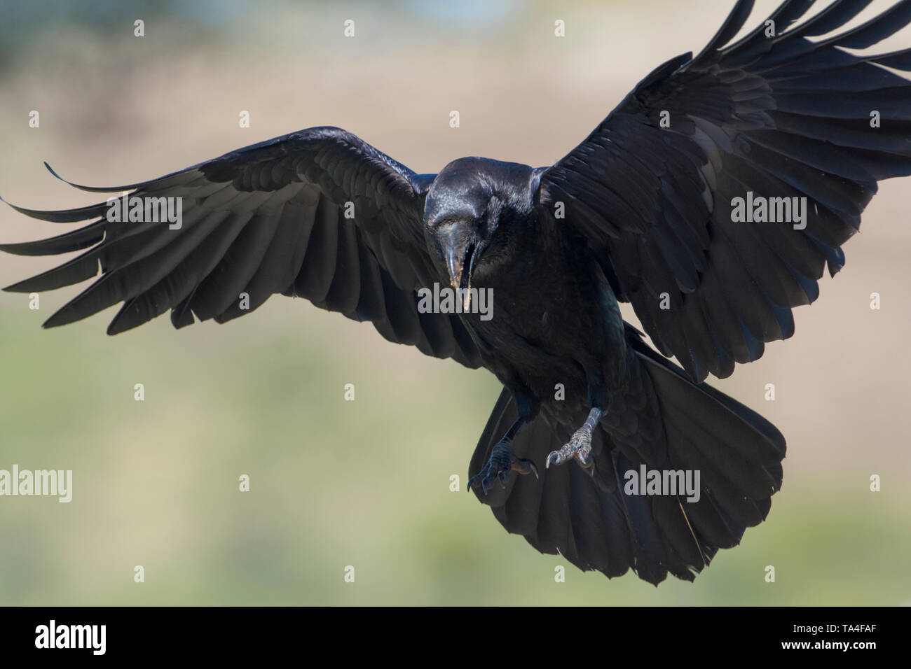 Common raven (Corvus corax), flying before landing, Extremadura, Spain ...